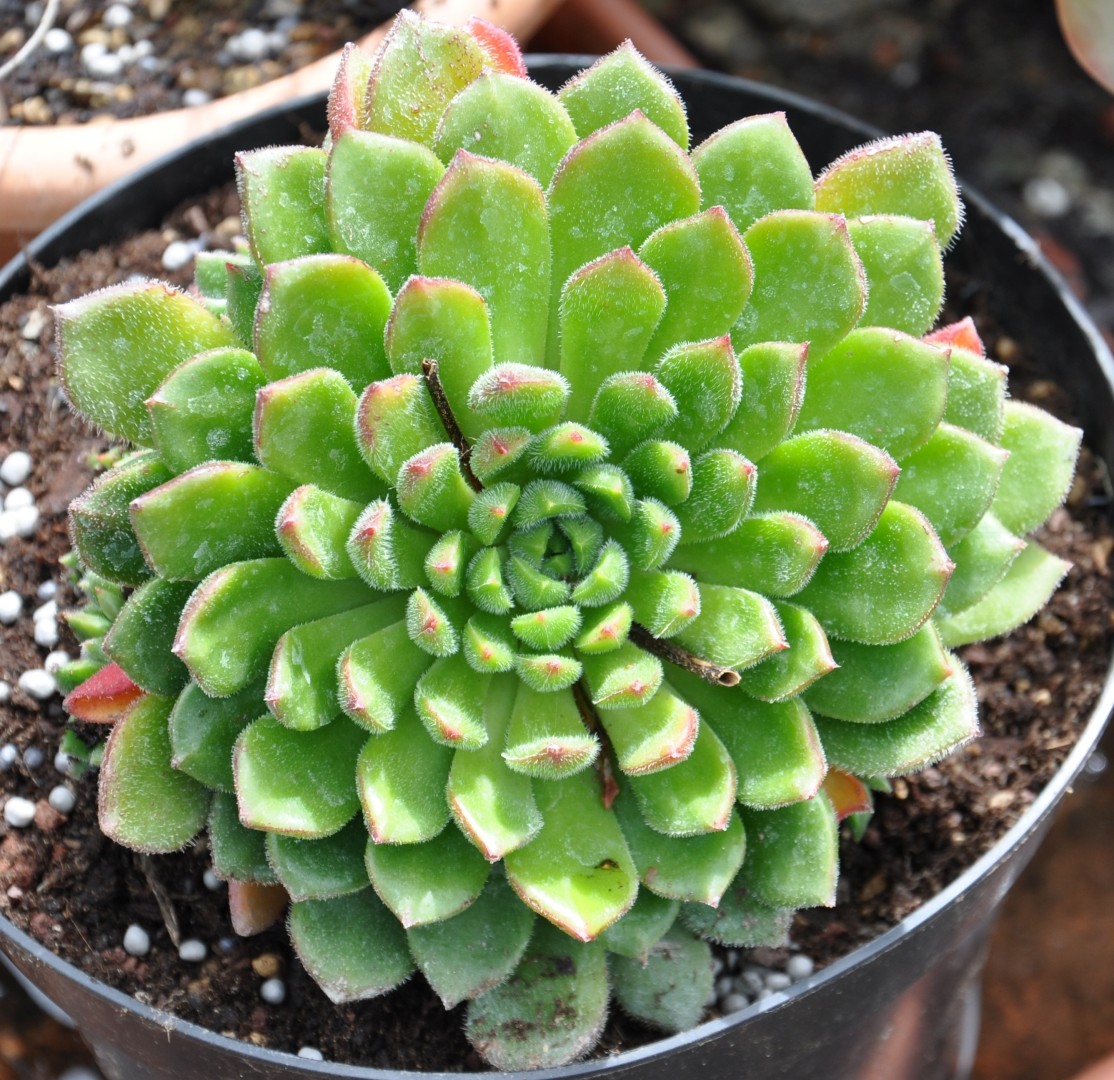 Echeveria setosa - PictureThis