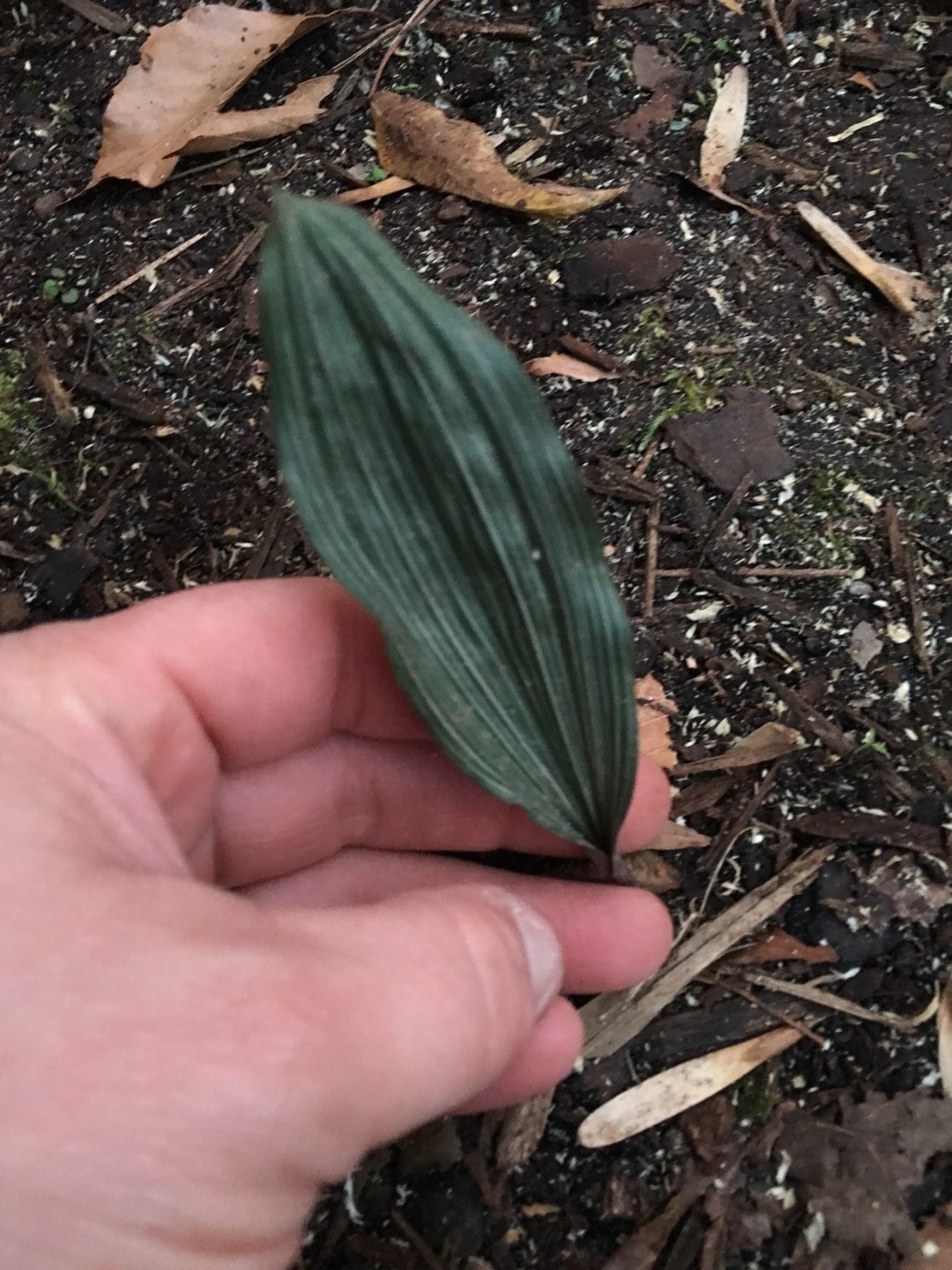 Putty root orchid (Aplectrum hyemale) Flower, Leaf, Care, Uses ...