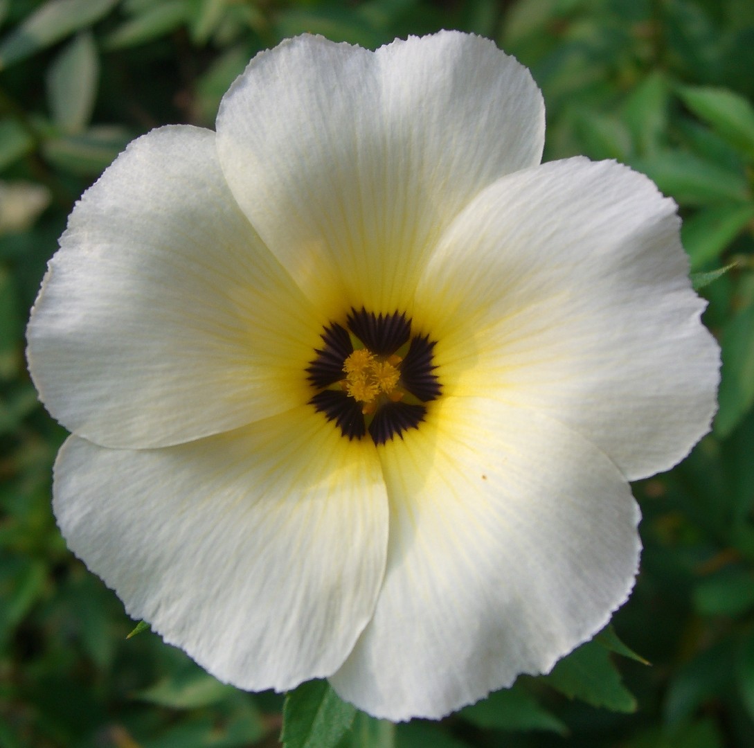 How to Plant and Grow White buttercup(Turnera subulata)