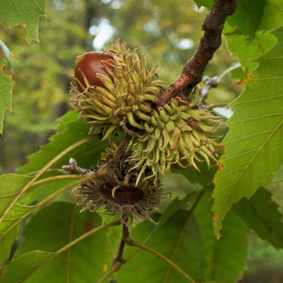 Roble japonés Cuidados (Plantando, Fertilizantes, Enfermedades ...