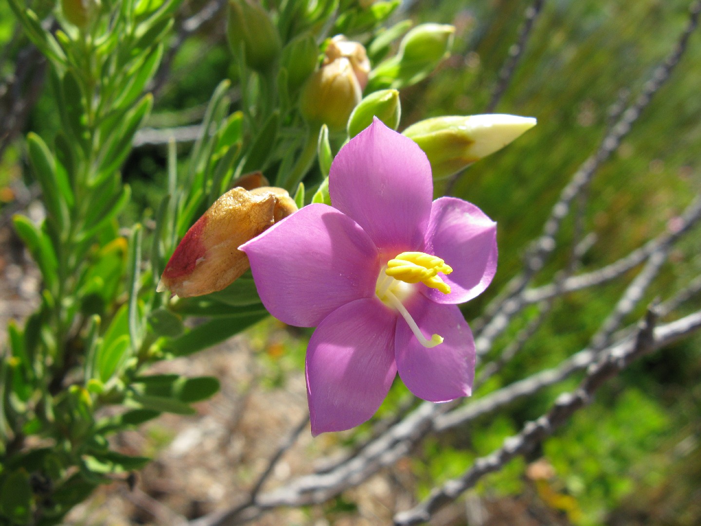 Orphium frutescens - PictureThis
