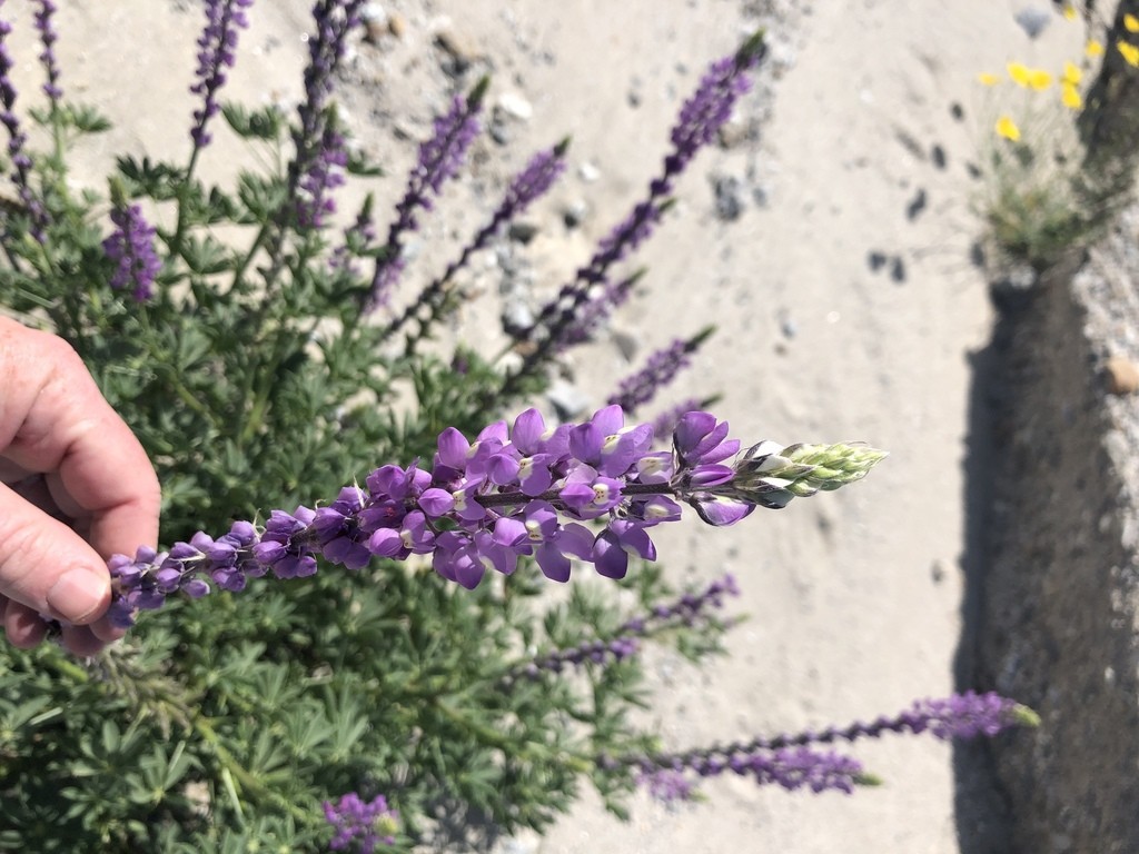 Lupinus arizonicus - PictureThis