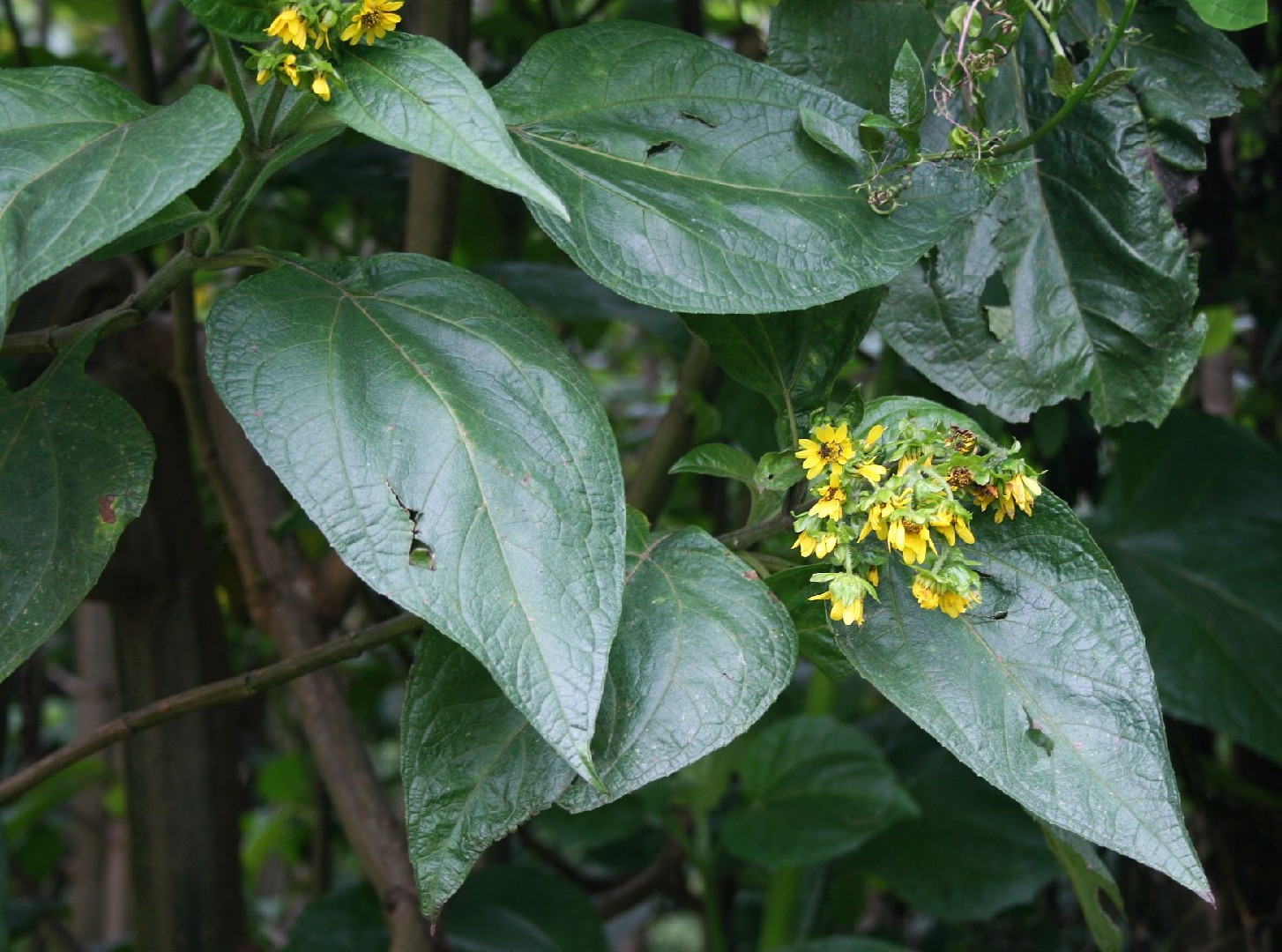 Smallanthus pyramidalis - PictureThis