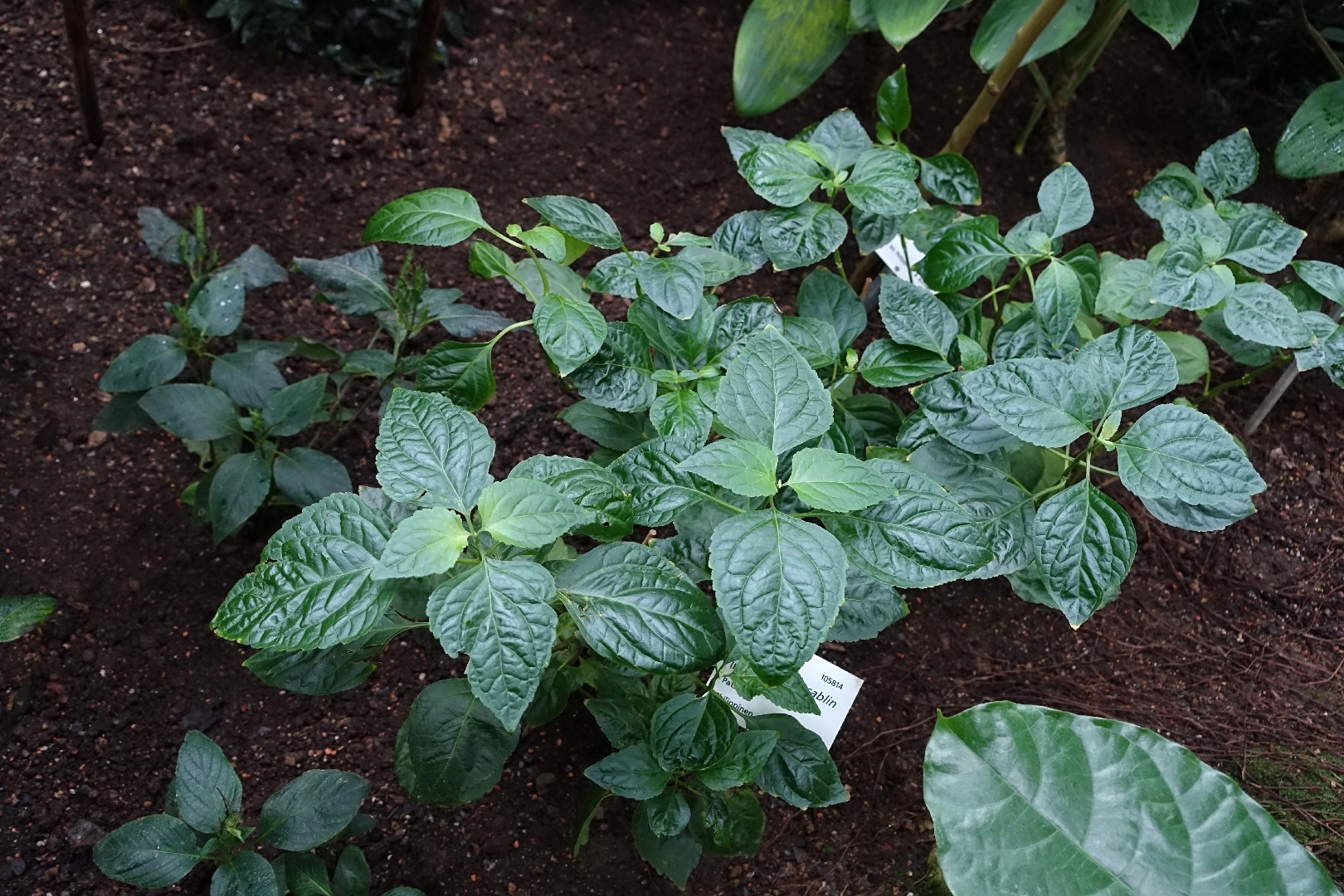 Indisches patschuli (Pogostemon cablin) - PictureThis