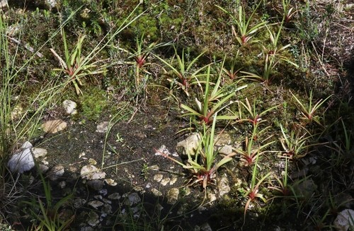 Juncus planifolius - PictureThis