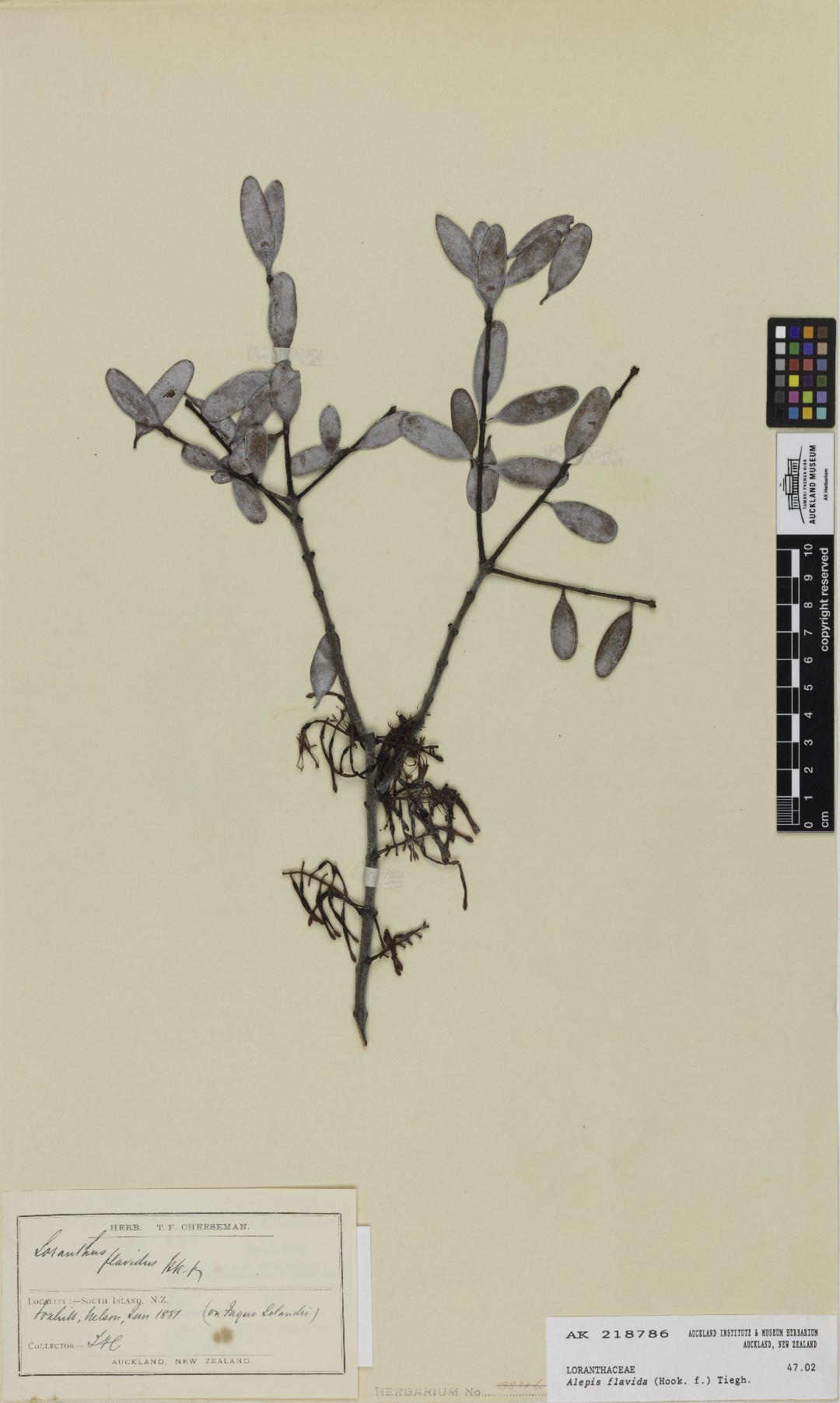 Yellow mistletoe (Alepis flavida) Flower, Leaf, Care, Uses - PictureThis