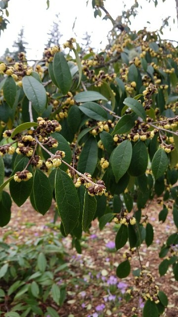 Sycopsis sinensis - PictureThis