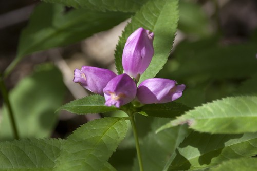 Chelone lyonii - PictureThis