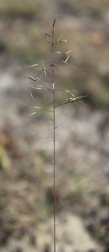 Aristida divaricata - PictureThis