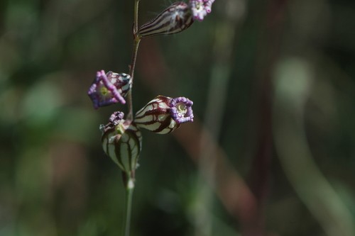 Silene secundiflora - PictureThis