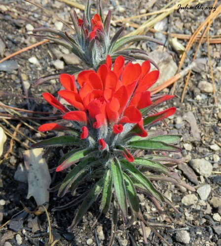 Castilleja nervata - PictureThis