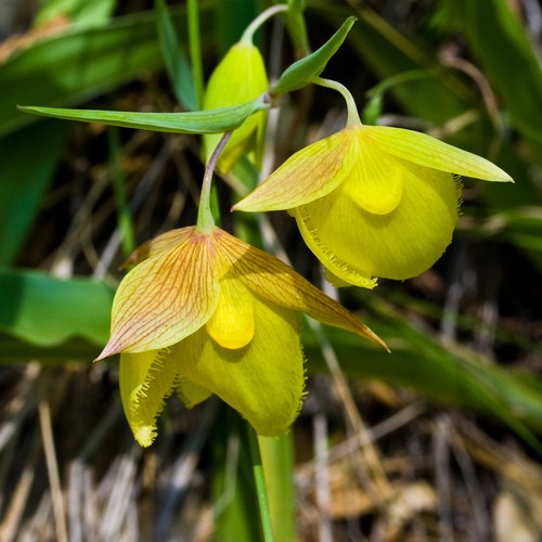 Mt. diablo fairy-lantern (Calochortus pulchellus) Flower, Leaf, Care ...