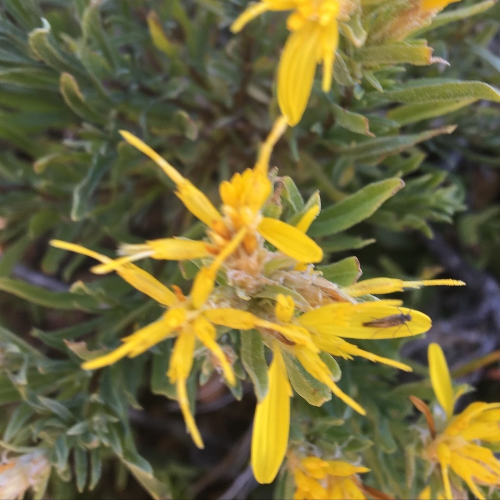 Ericameria bloomeri - PictureThis