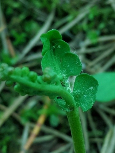 American moonwort Care (Watering, Fertilize, Pruning, Propagation ...