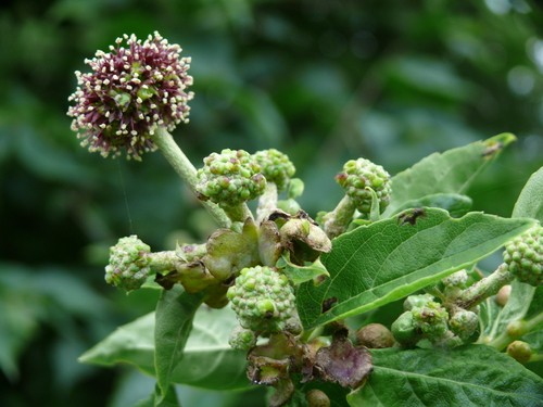 Eleuthero Care (Watering, Fertilize, Pruning, Propagation) - PictureThis