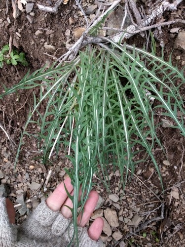 Agoseris retrorsa - PictureThis