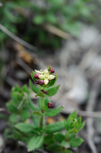 Galium nankotaizanum - PictureThis