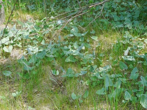 Arrowleaf sweet coltsfoot (Petasites frigidus var. sagittatus) Flower ...