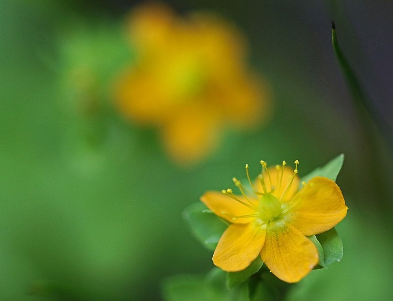 Hypericum anagalloides - PictureThis