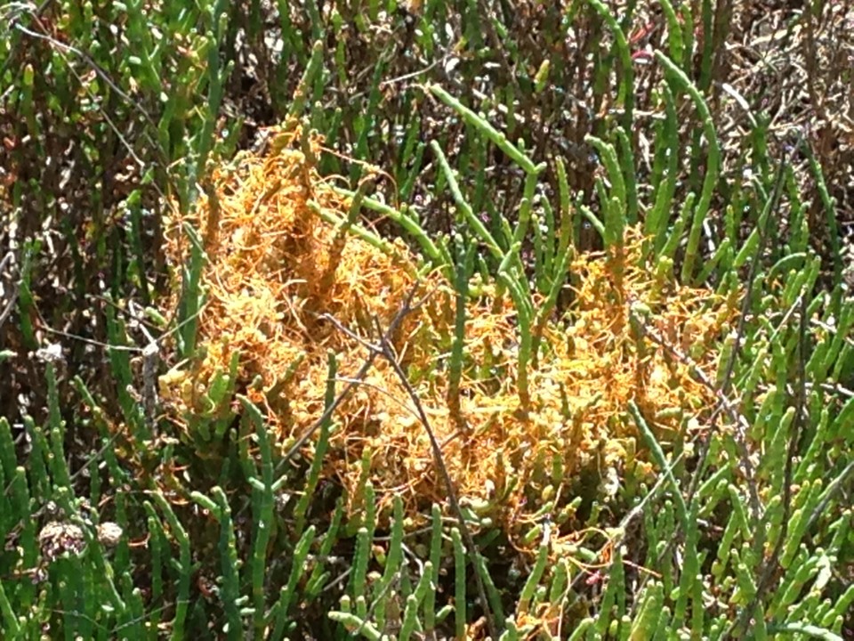 Cuscuta pacifica - PictureThis