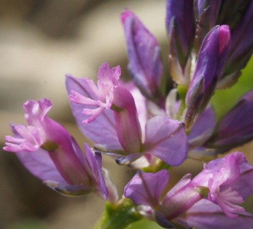 Polygala comosa - PictureThis