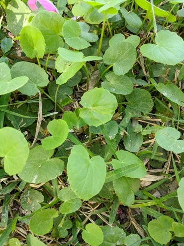 Centella erecta - PictureThis