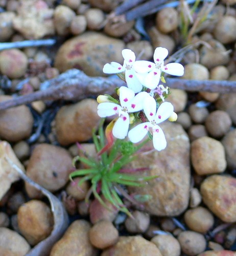 Stylidium guttatum Flower, Leaf, Care, Uses - PictureThis