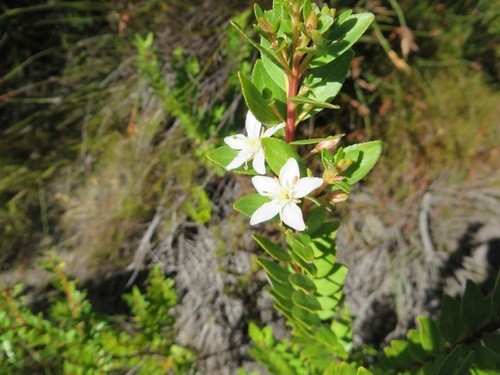 Agathosma crenulata - PictureThis
