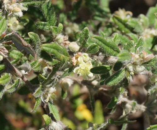 Xanthosia pilosa - PictureThis