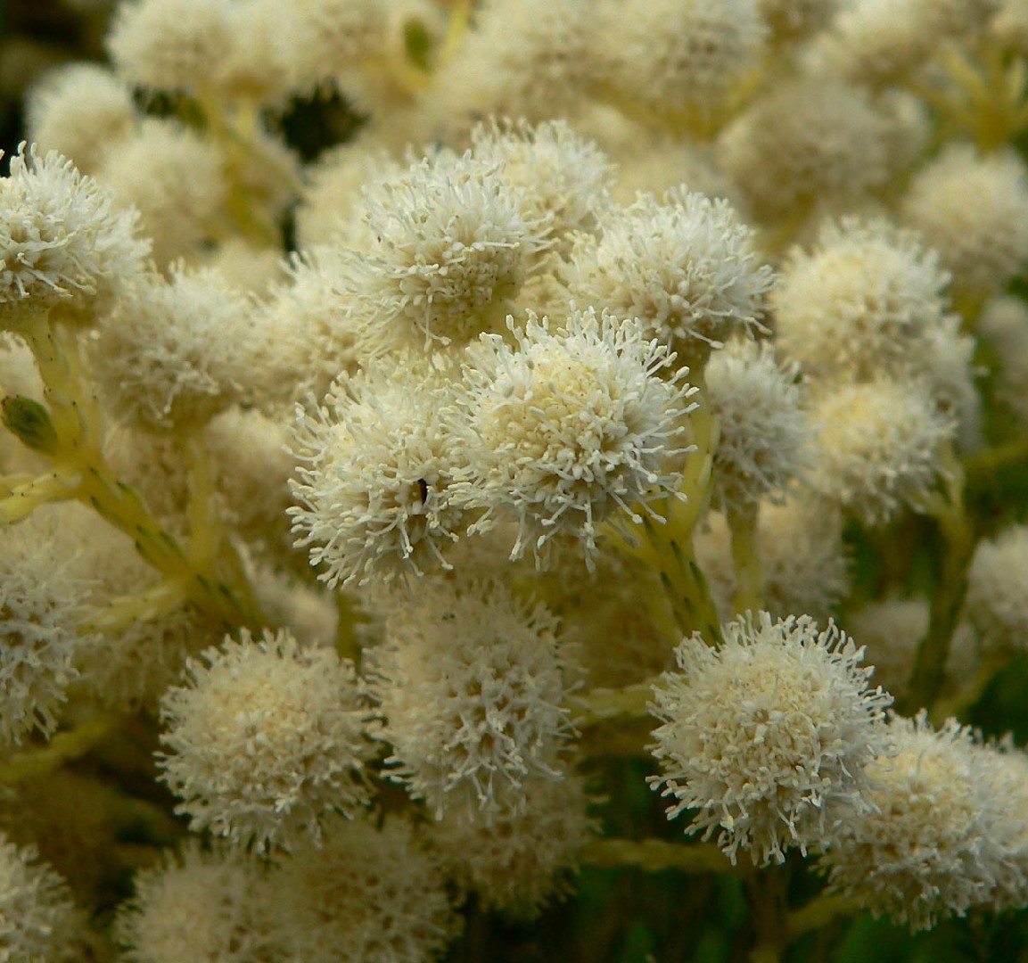 Berzelia lanuginosa - PictureThis