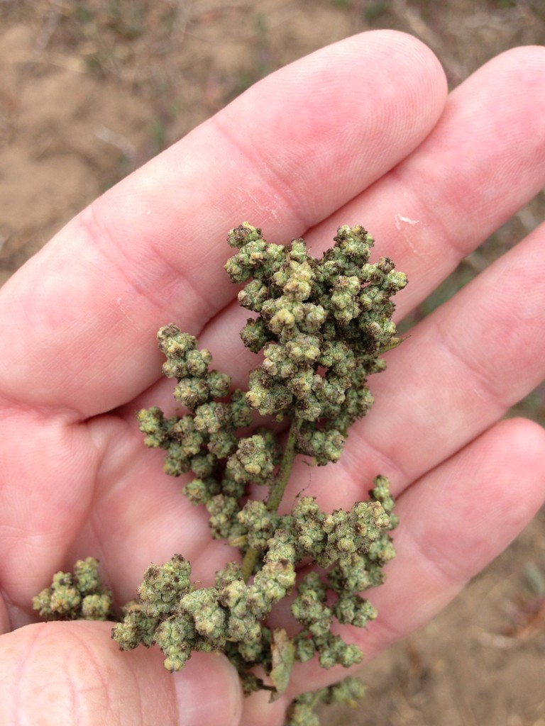 Paico (Dysphania multifida) - PictureThis