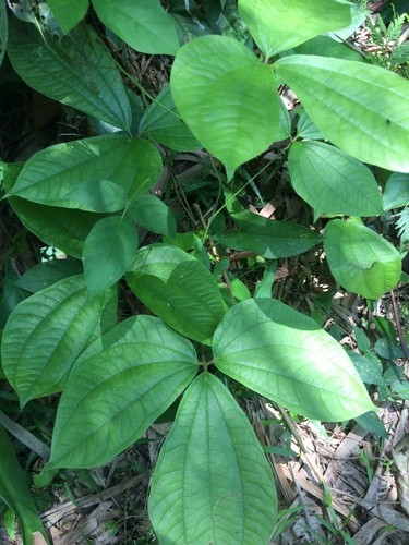 Intoxicating yam (Dioscorea hispida) Flower, Leaf, Care, Uses - PictureThis