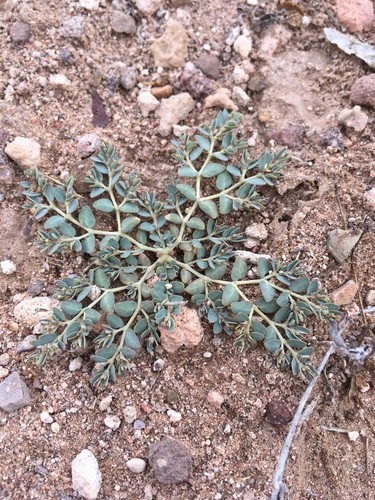 Sonoran sandmat (Euphorbia micromera) Flower, Leaf, Care, Uses ...