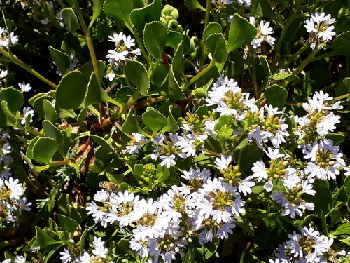 Scaevola crassifolia - PictureThis