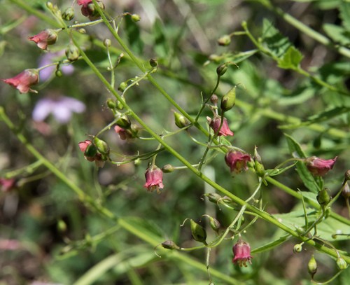 Scrophularia parviflora - PictureThis