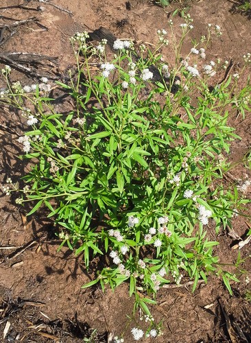 Sticky florestina (Florestina tripteris) Flower, Leaf, Care, Uses ...