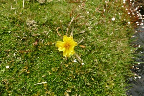 Microseris scapigera - PictureThis