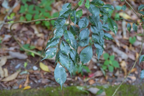 Zanthoxylum scandens - PictureThis