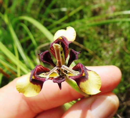 Moraea lurida - PictureThis