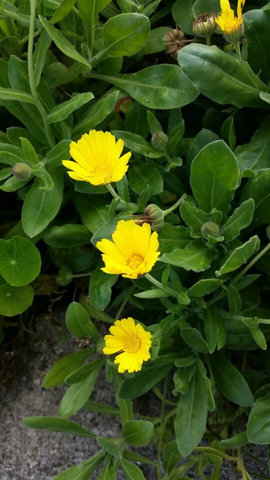 Amblyolepis setigera - PictureThis