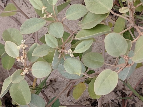 Croton punctatus - PictureThis