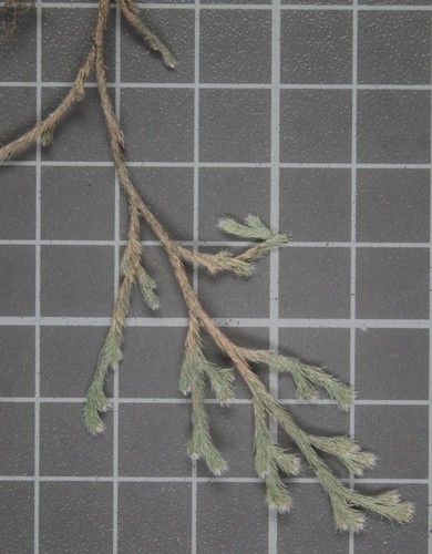 Spike-moss (Selaginellaceae) Flower, Leaf, Care, Uses - PictureThis