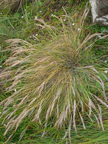 Festuca coxii - PictureThis