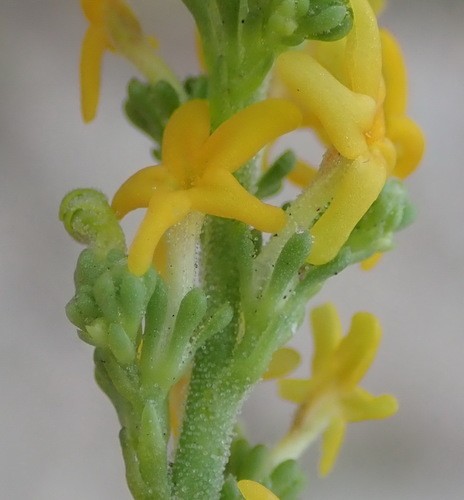 Manulea cheiranthus Flower, Leaf, Care, Uses - PictureThis