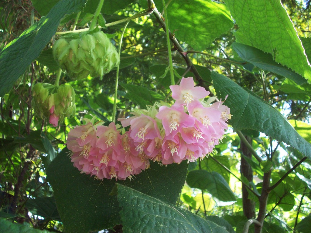 Dombeya (Dombeya wallichii) - PictureThis
