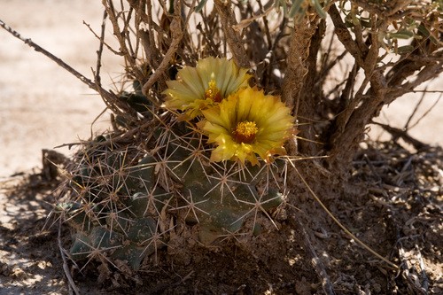 Coryphantha robustispina - PictureThis