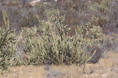 Choya de baja california (Cylindropuntia californica) - PictureThis