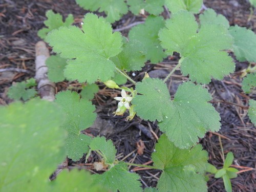 Ribes viscosissimum - PictureThis