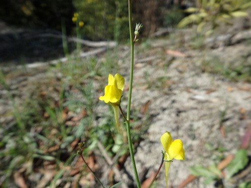 Linaire effilée (Linaria spartea) - PictureThis