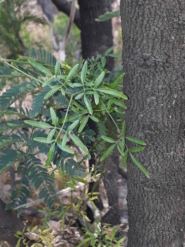 Clematis Care (Watering, Fertilize, Pruning, Propagation) - PictureThis